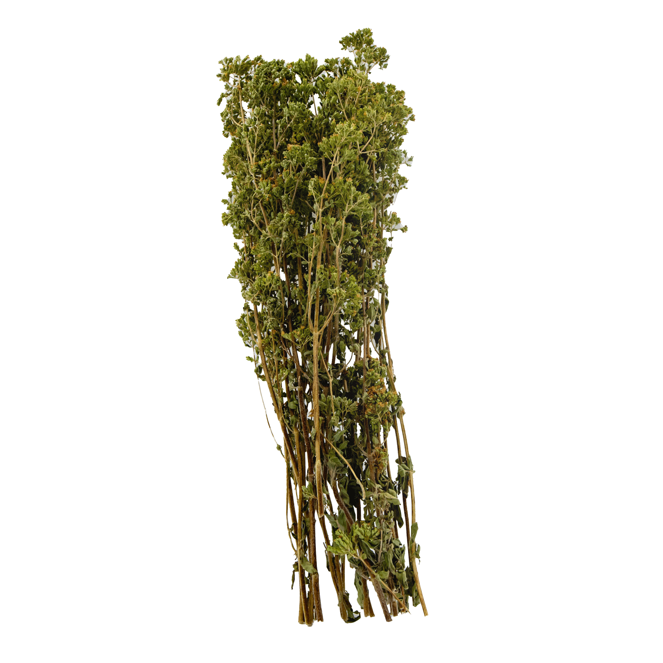 Oregano in Bunch