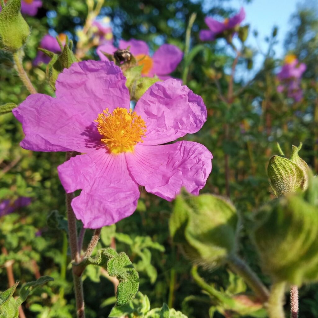 Herbal Tea Blend Peppermint, Cistus Incanus